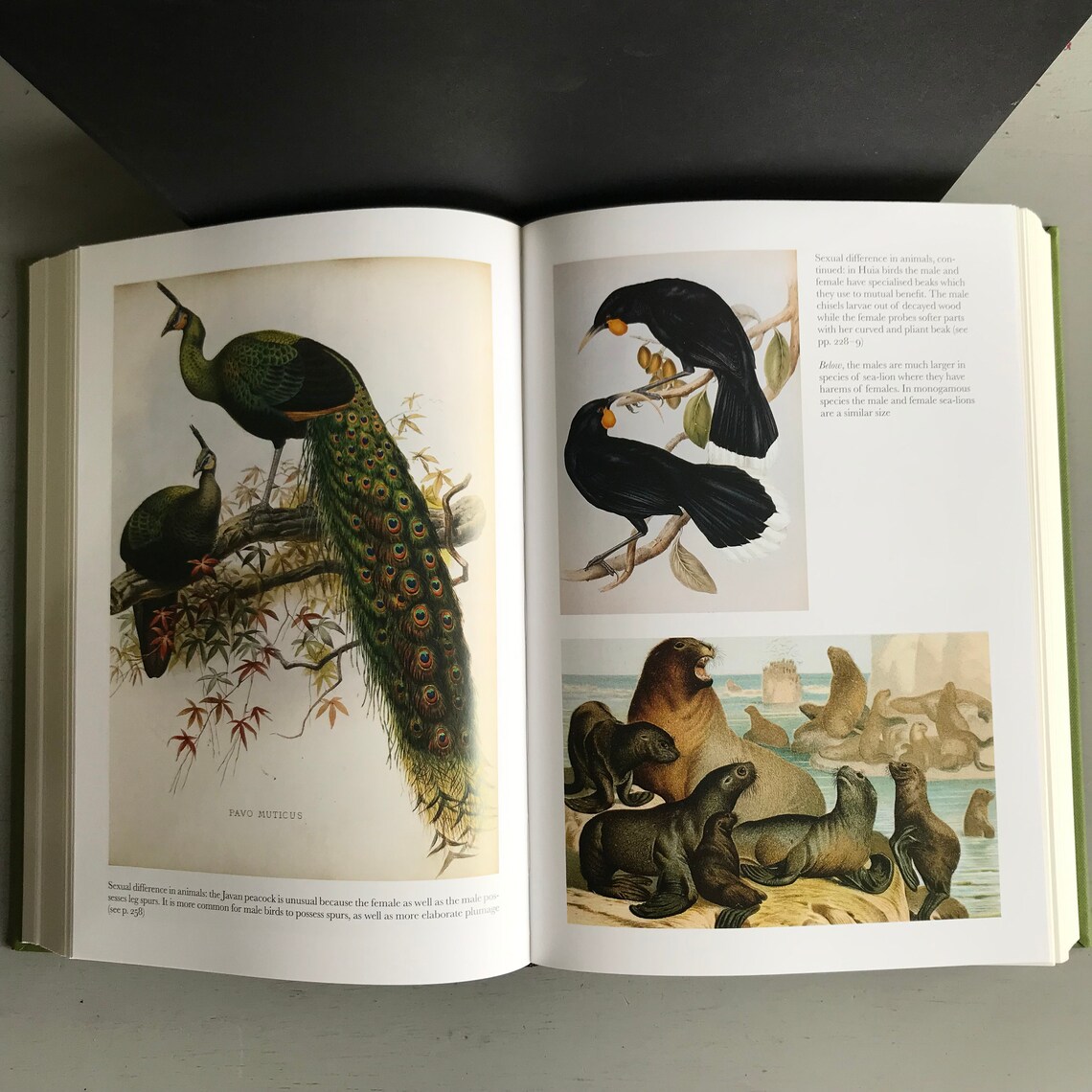 Charles Darwin THE DESCENT of MAN Folio Society Book - Etsy UK