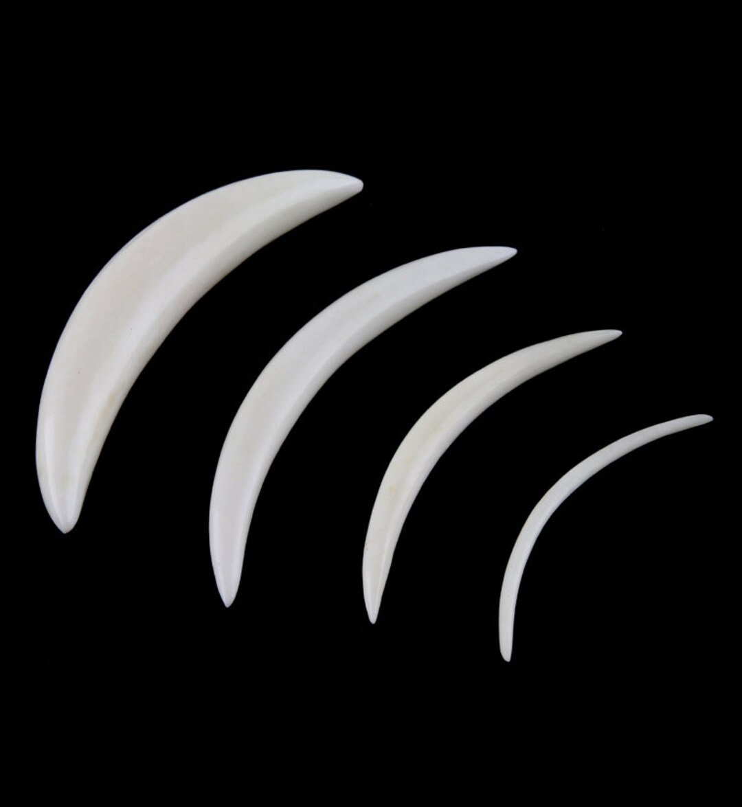 Buffalo Bone Septum Tusk - Etsy