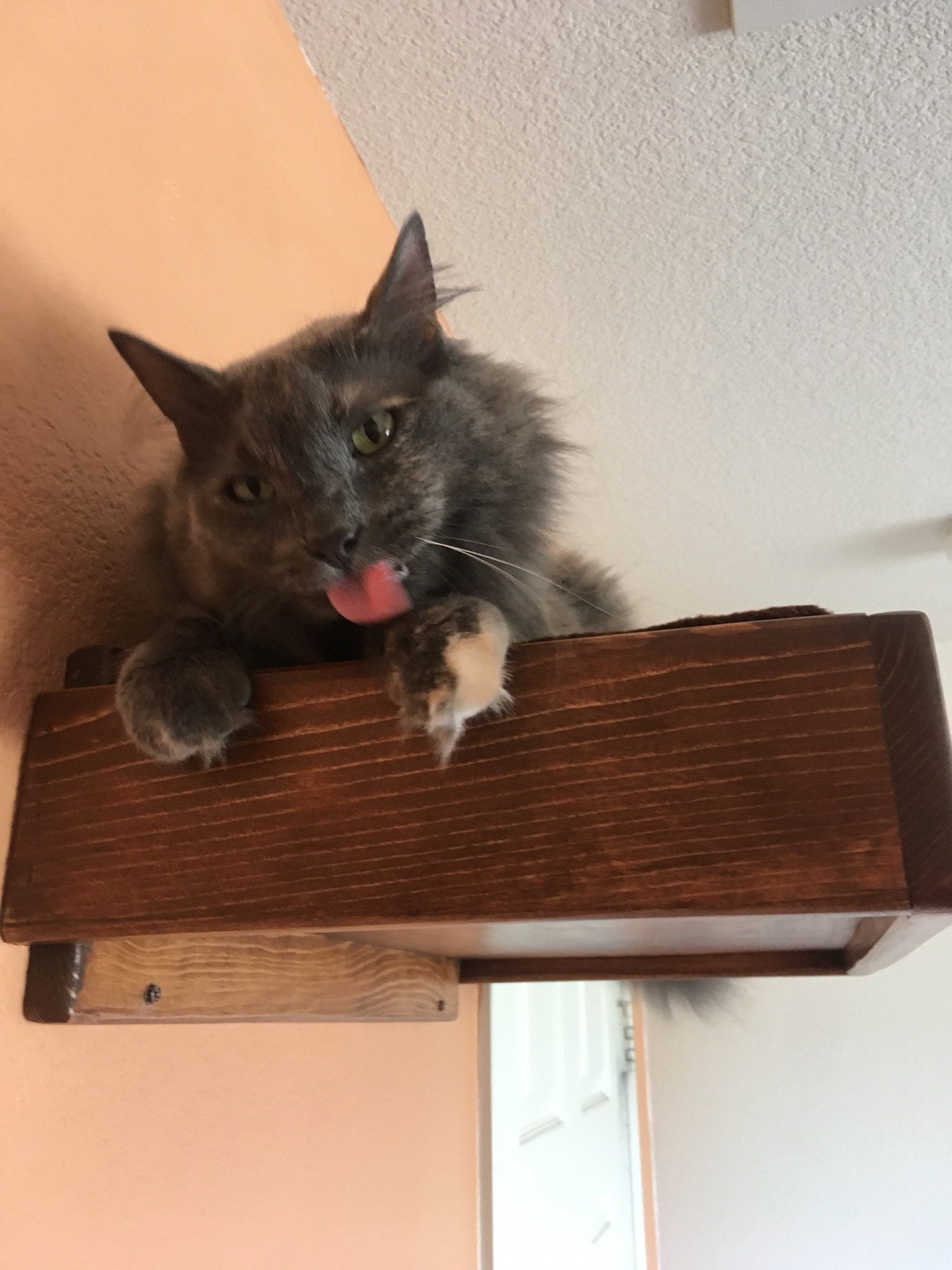 Floating Cat Stairs Floating Cat Bed Cat Perch Cat - Etsy