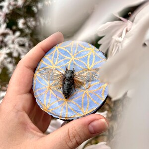 Cicada Art, Sacred Geometry Wall Art, Brood X, Insect Art, Fairycore ...