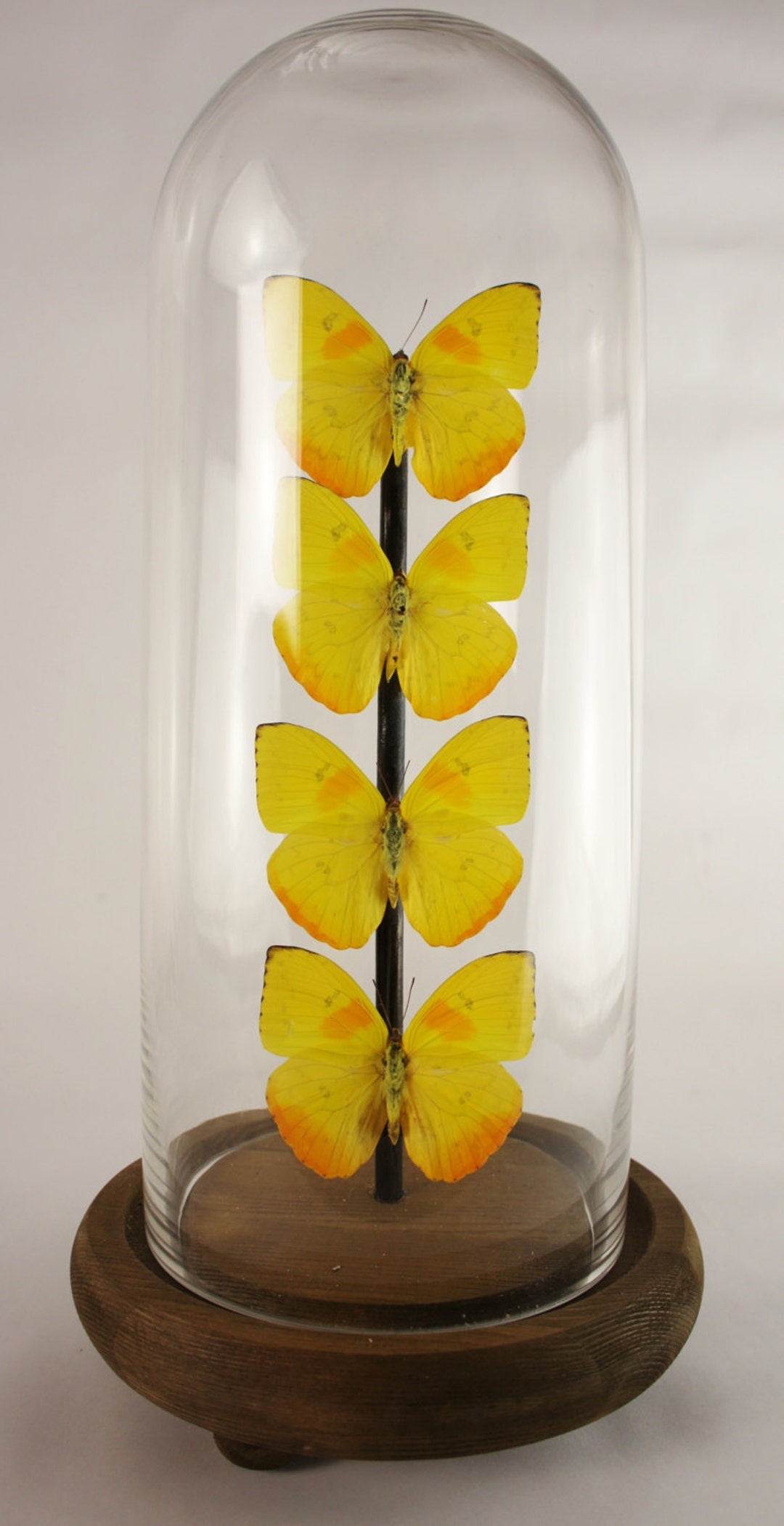 Butterflies in Glass Domes. Butterflies in Antique Vintage or New Glass ...