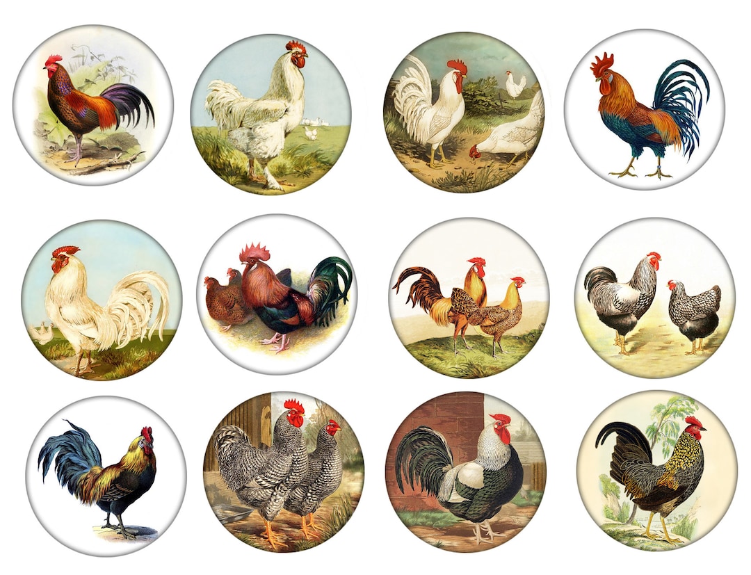 Set of 12, Vintage Rooster Hen Chicken Knobs, Farm Knobs, Farmhouse Knobs,kitchen Knobs, Cabinet ...