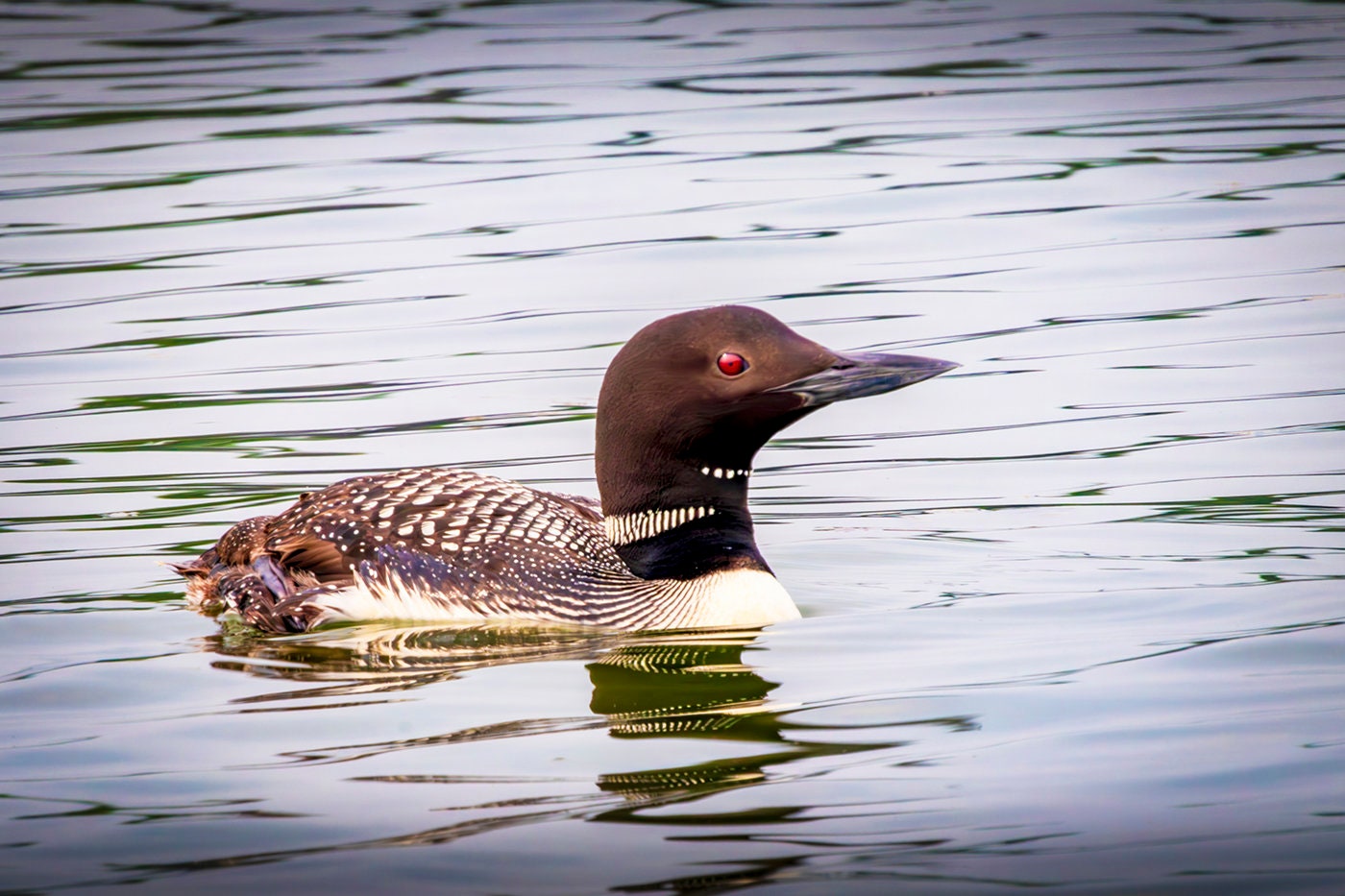 Loon Fine Art Print 20230804 Loon - Etsy