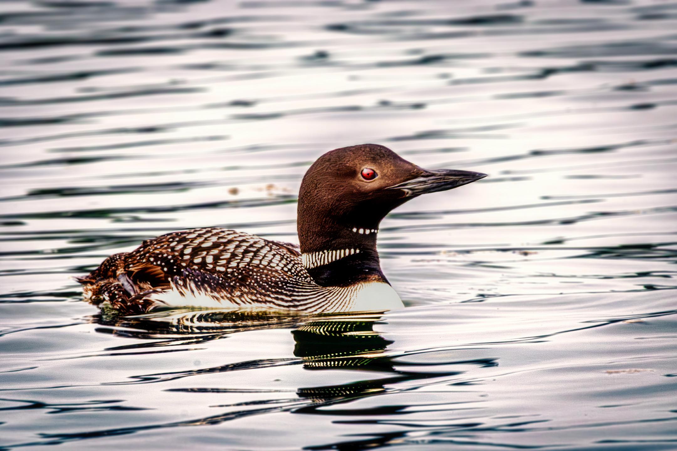 20230804 - Loon - Etsy