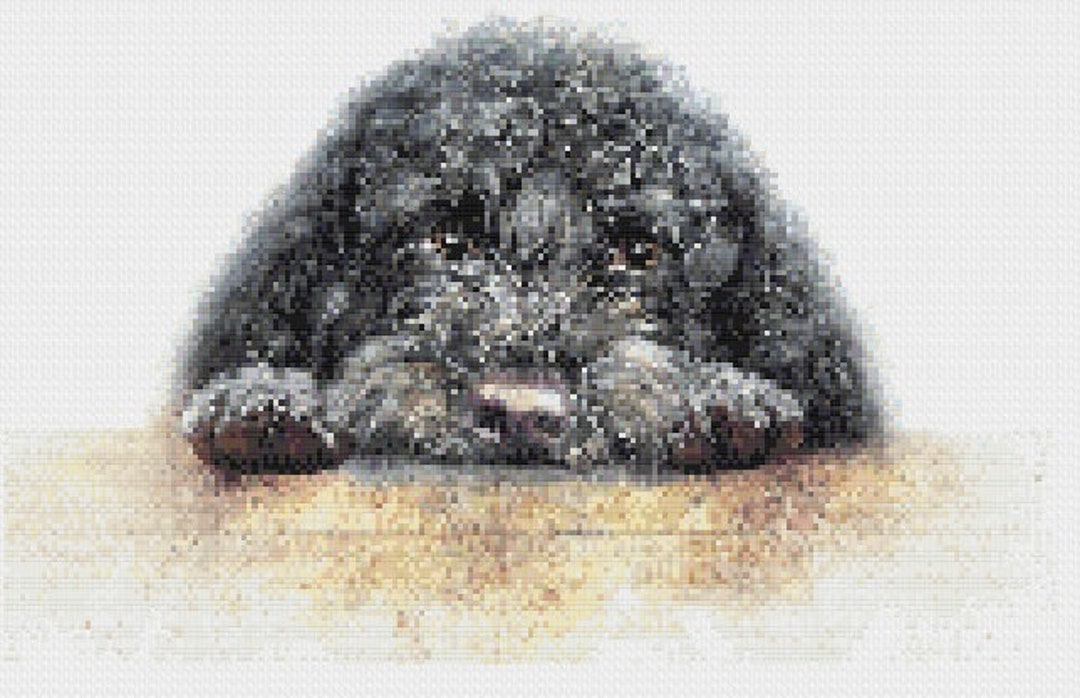 Cockerpoo / Cavapoo Counted Cross Stitch Kit Arnie field and Fur - Etsy