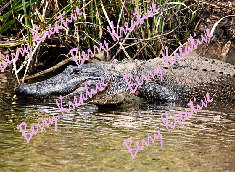 American Alligator - 1 Digital Download - WITHOUT WATERMARK - Etsy