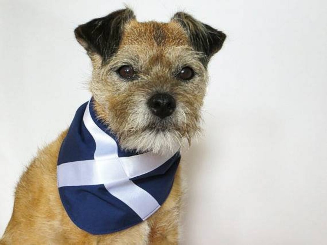 Scottish Saltire National Flag Dog Bandana - Etsy UK