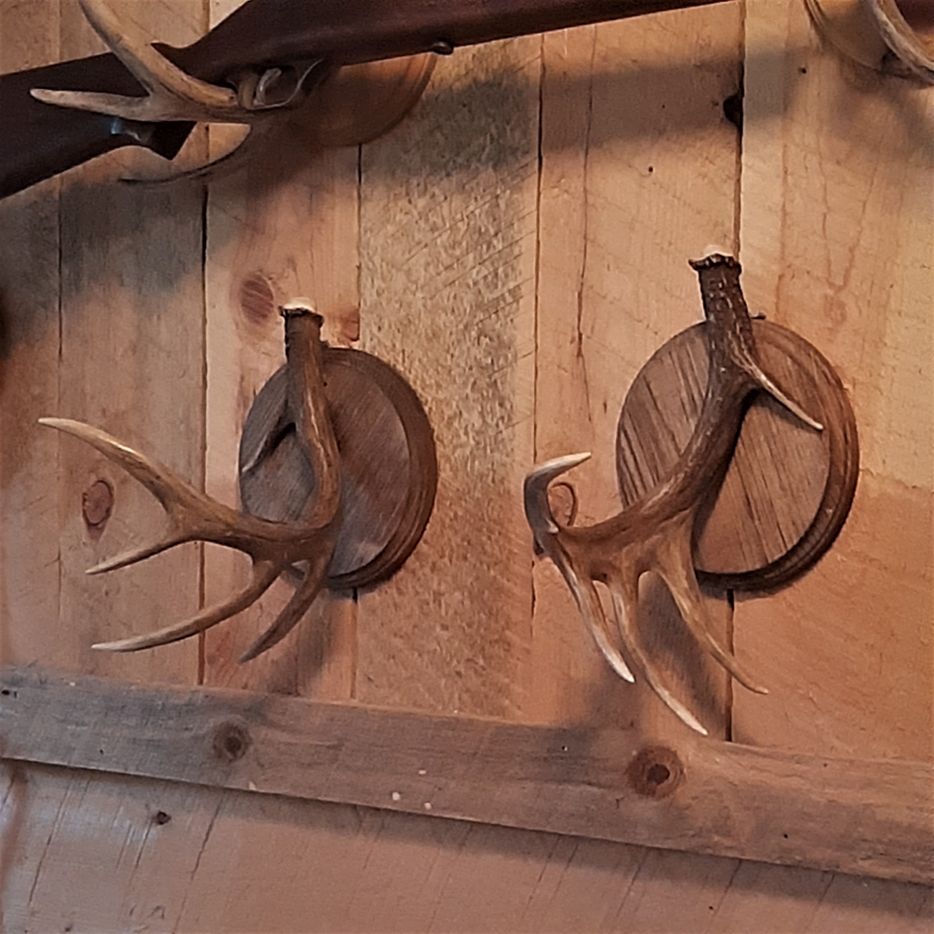 Adaptable Real Antler Gun Rack or Other Uses Could Include Two Coat ...