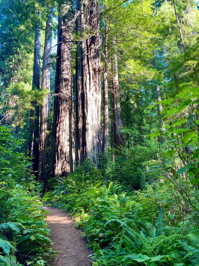 Redwoods National Park California Canvas, Redwood Trees Print ...