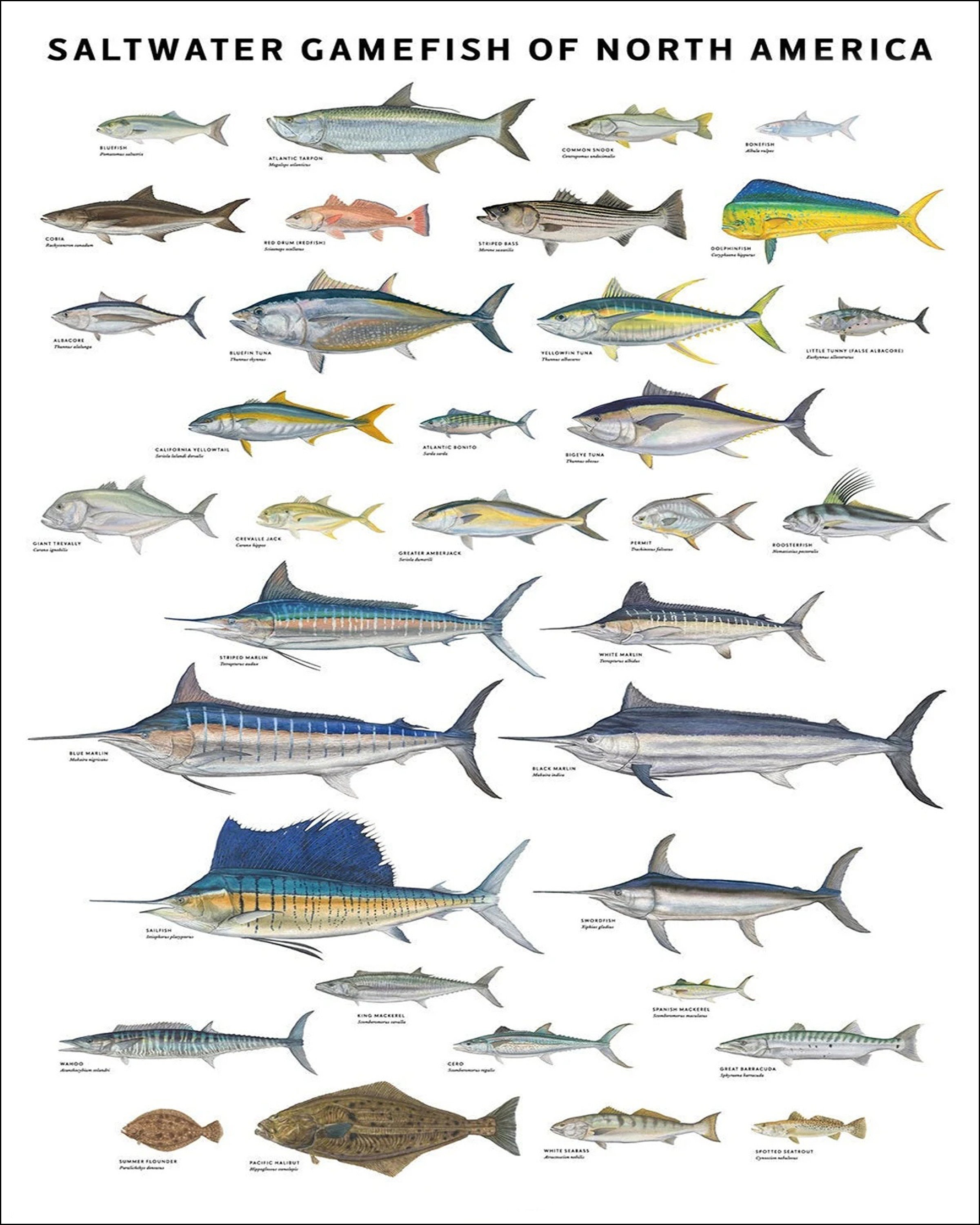 Tuna and Saltwater Gamefish 8 X 10 - Etsy