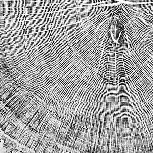 Giant Oak From Illinois, Tree Ring Art, Oak Tree Art, Lodgecore Art ...