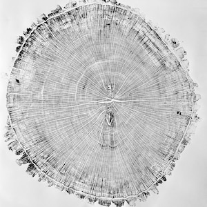Giant Oak From Illinois, Tree Ring Art, Oak Tree Art, Lodgecore Art ...