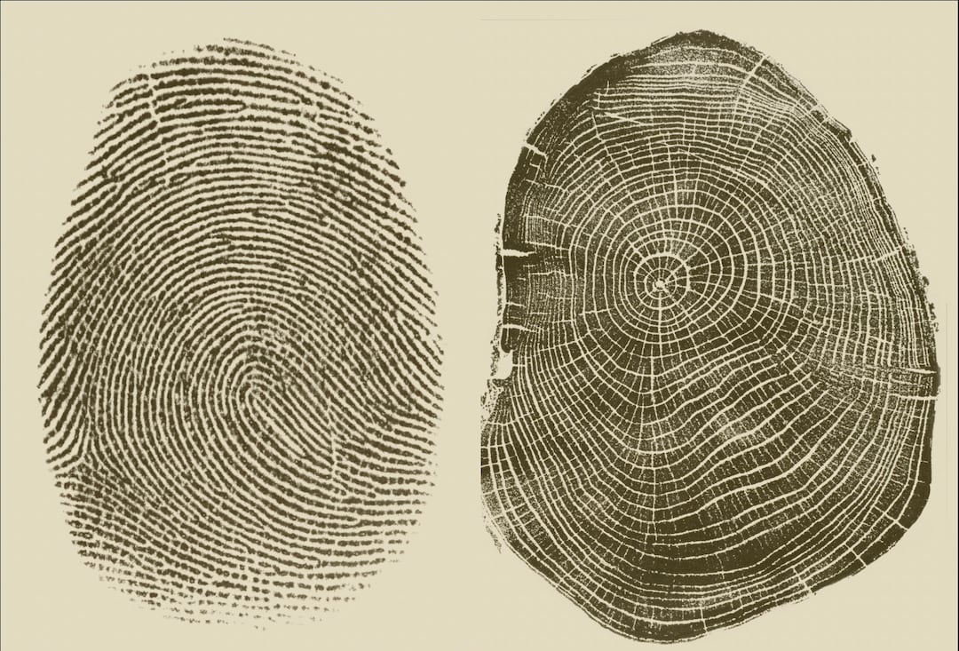 Personalize Your Fingerprint Tree Ring Art, Fingerprint Art, Tree Ring ...