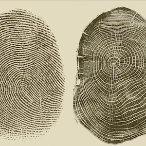 Personalize Your Fingerprint Tree Ring Art, Fingerprint Art, Tree Ring ...