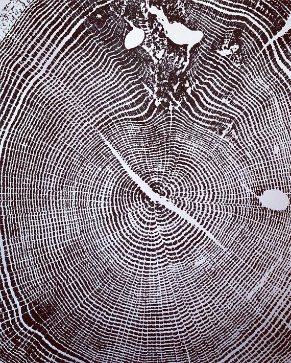 Oak Tree Rings