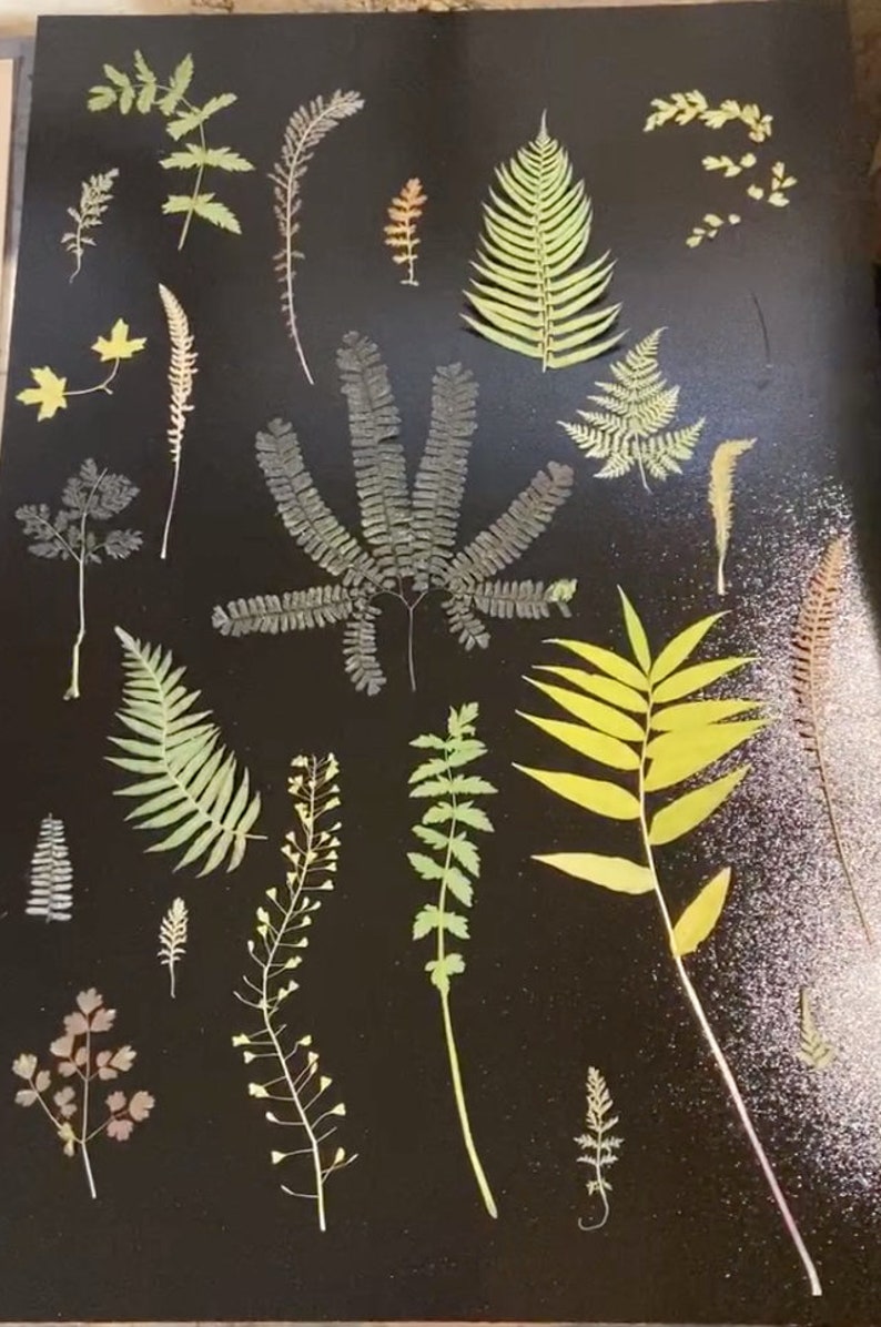 Botanical Wall Art Hand Pressed Botanicals From Ferns and - Etsy