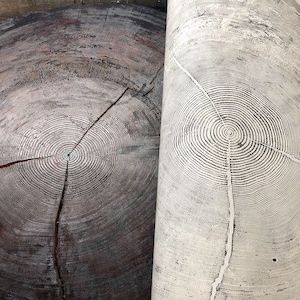 Sitka, 372 Year Old Sitka Spruce, Tree Ring Print, Lumber, Yoga Studio ...