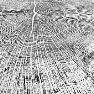 Giant Oak From Illinois, Tree Ring Art, Oak Tree Art, Lodgecore Art ...