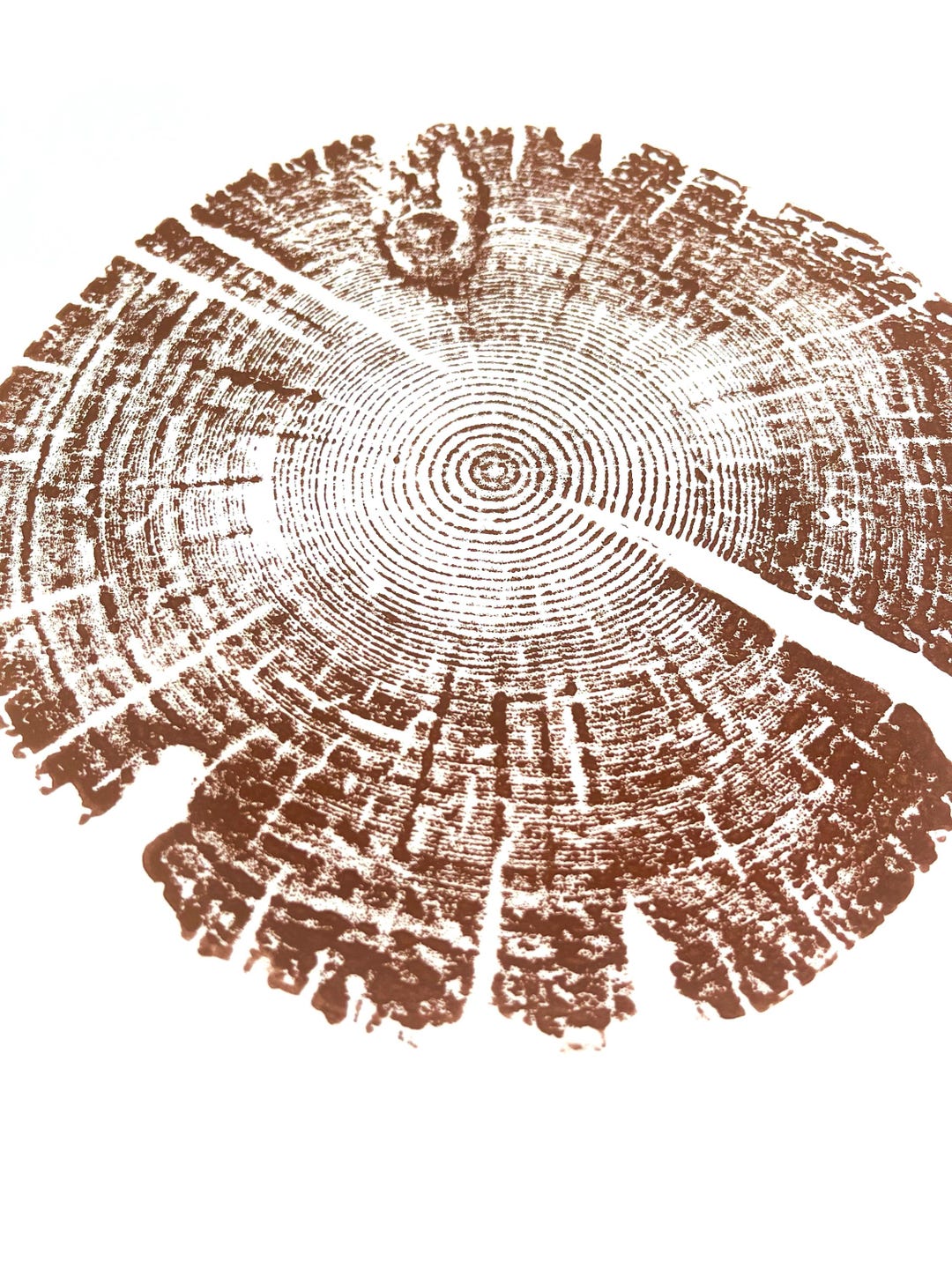 Tree Ring Print, Utah Art, Lodge Pole Pine, Tree Blocks, Biology Gifts ...