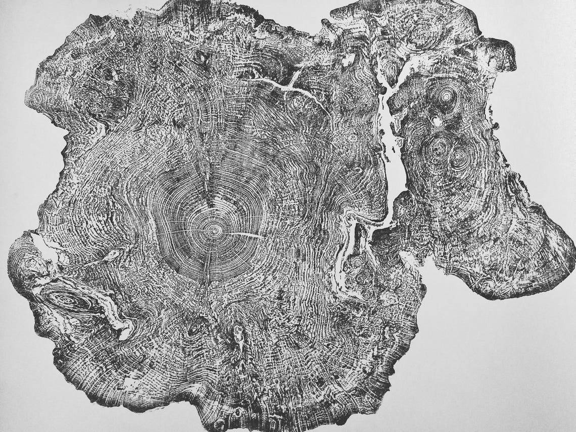 Big Leaf Maple Tree Ring Print Massachusetts Art Oversized - Etsy