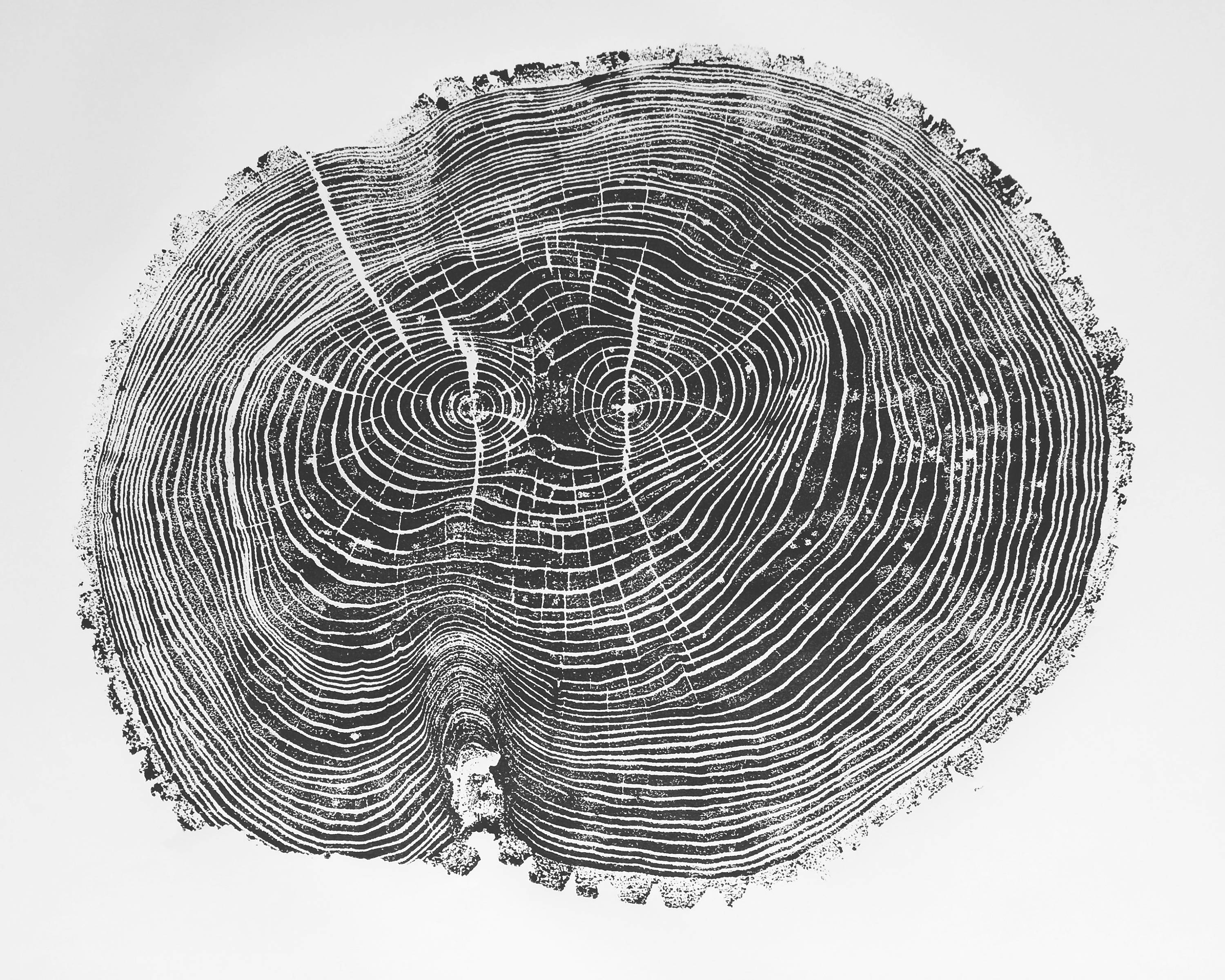 Tree Ring Drawing Ubicaciondepersonas cdmx gob mx