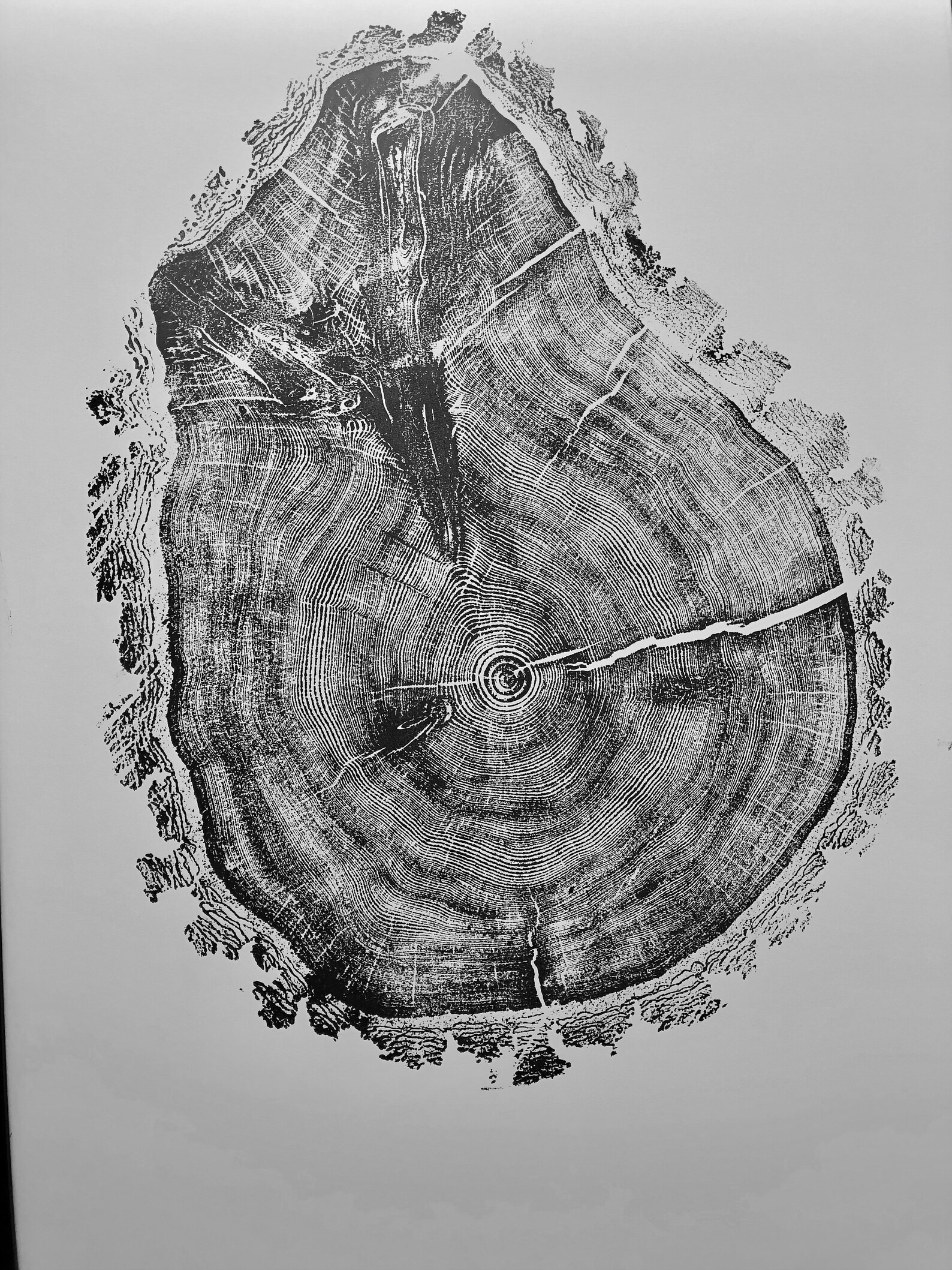 Tree Stump Art Prints, Set of Four Large 24x36 Inch Tree Ring Prints ...