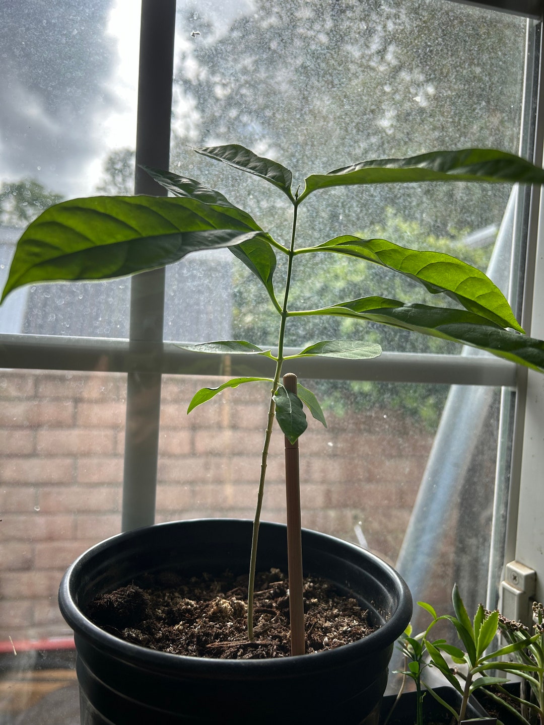 Loroco Plants - Etsy