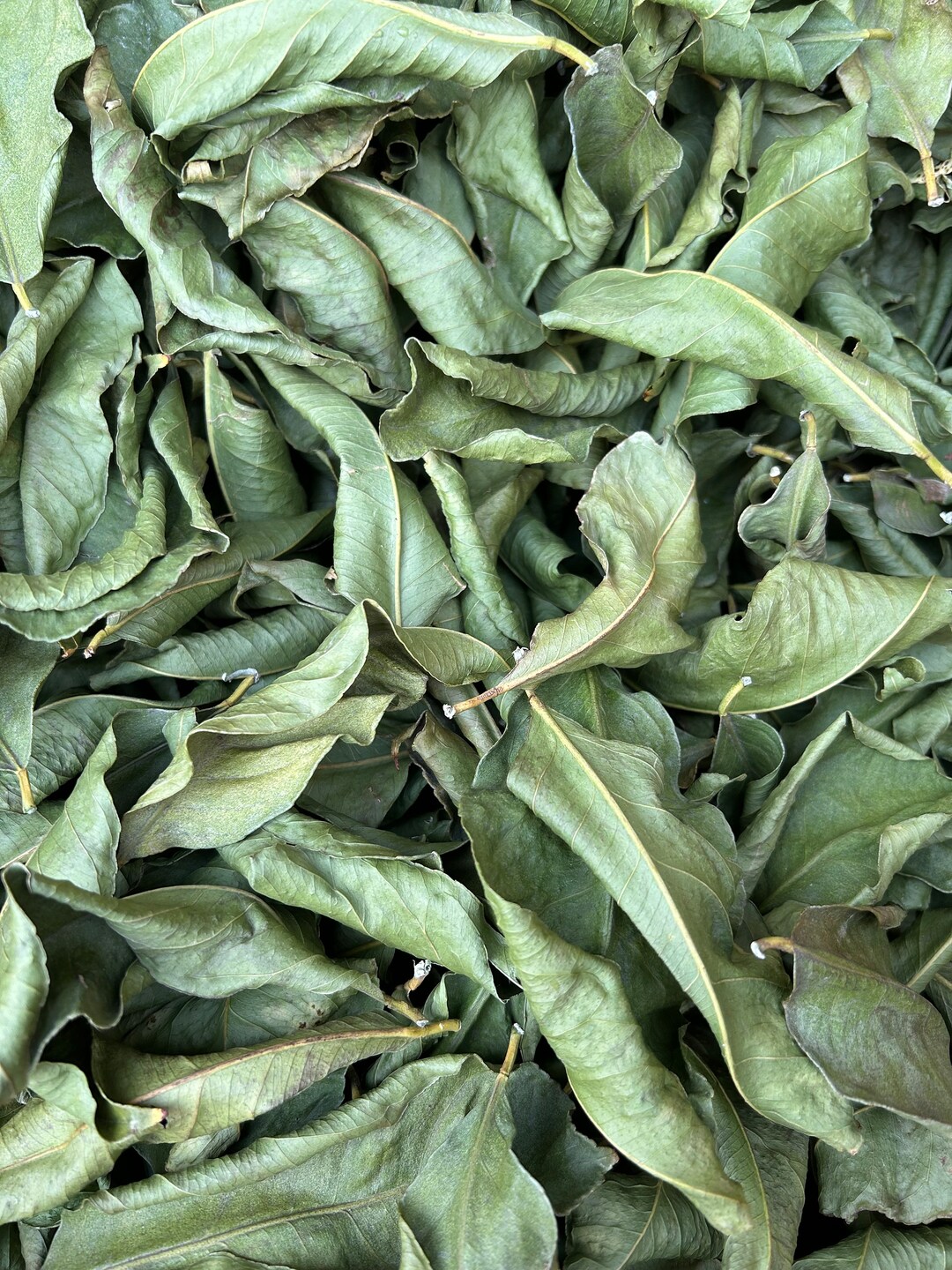100 Dry Organic Lemon Leaves for Tea-infussion - Etsy