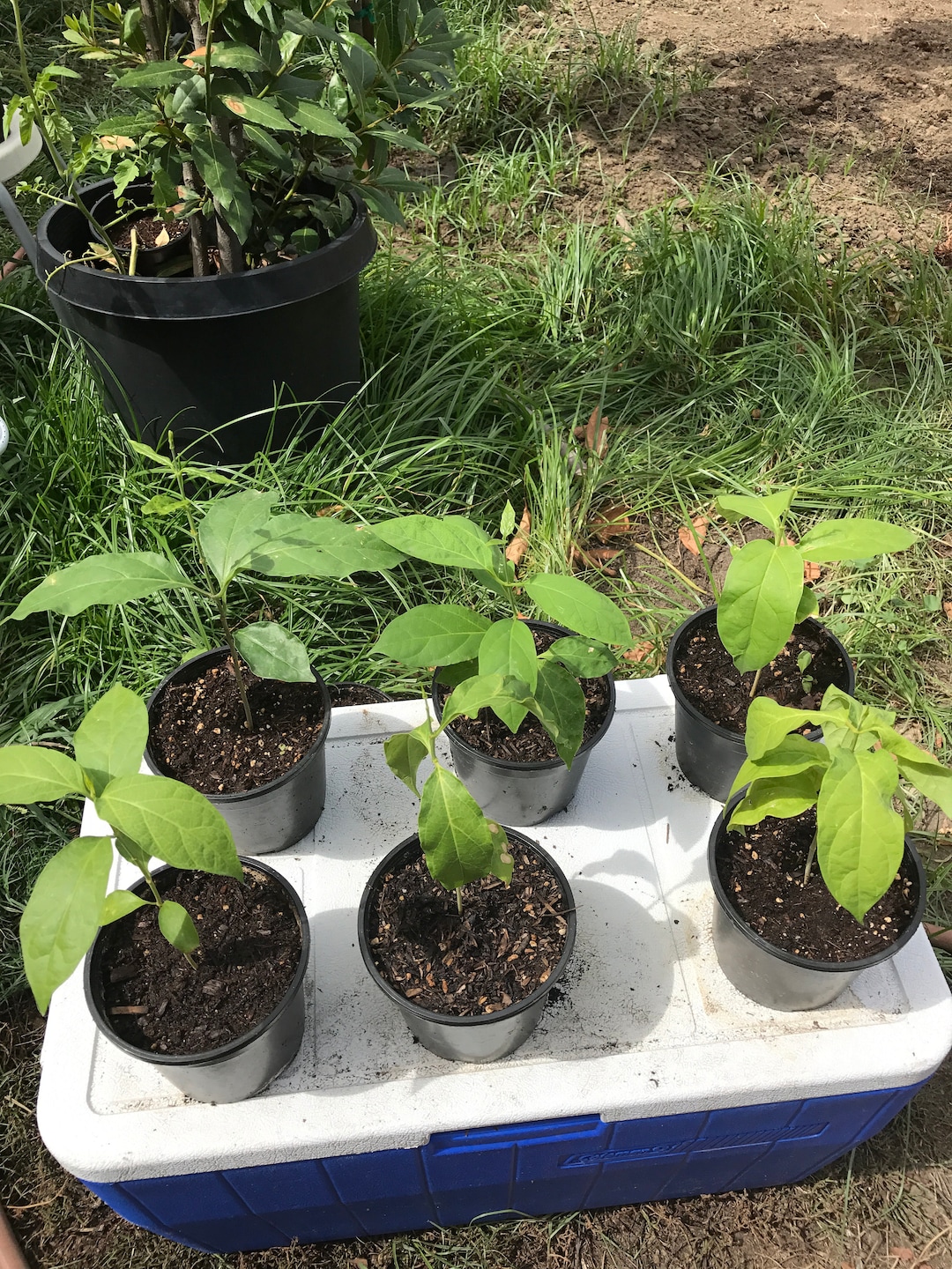 Semillas De Loroco/loroco Seeds - Etsy