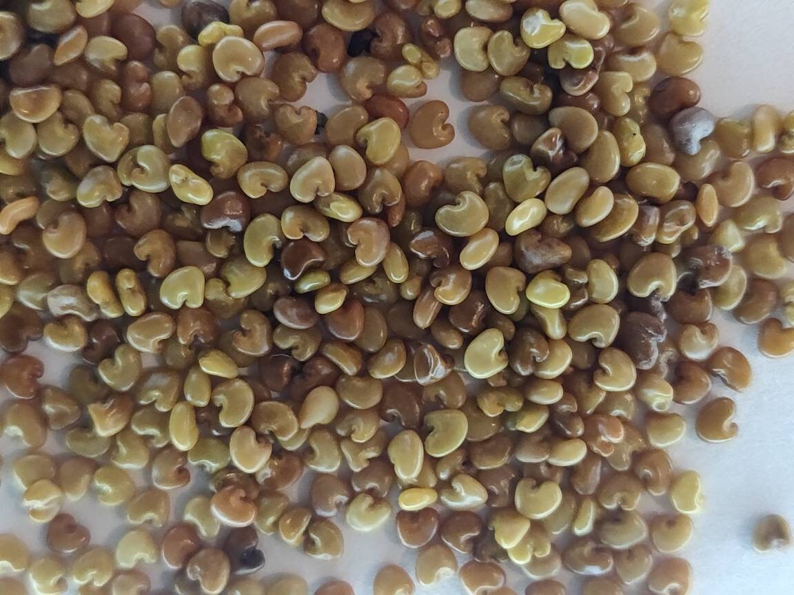 Semillas De Chipilín Chipilin Seeds - Etsy