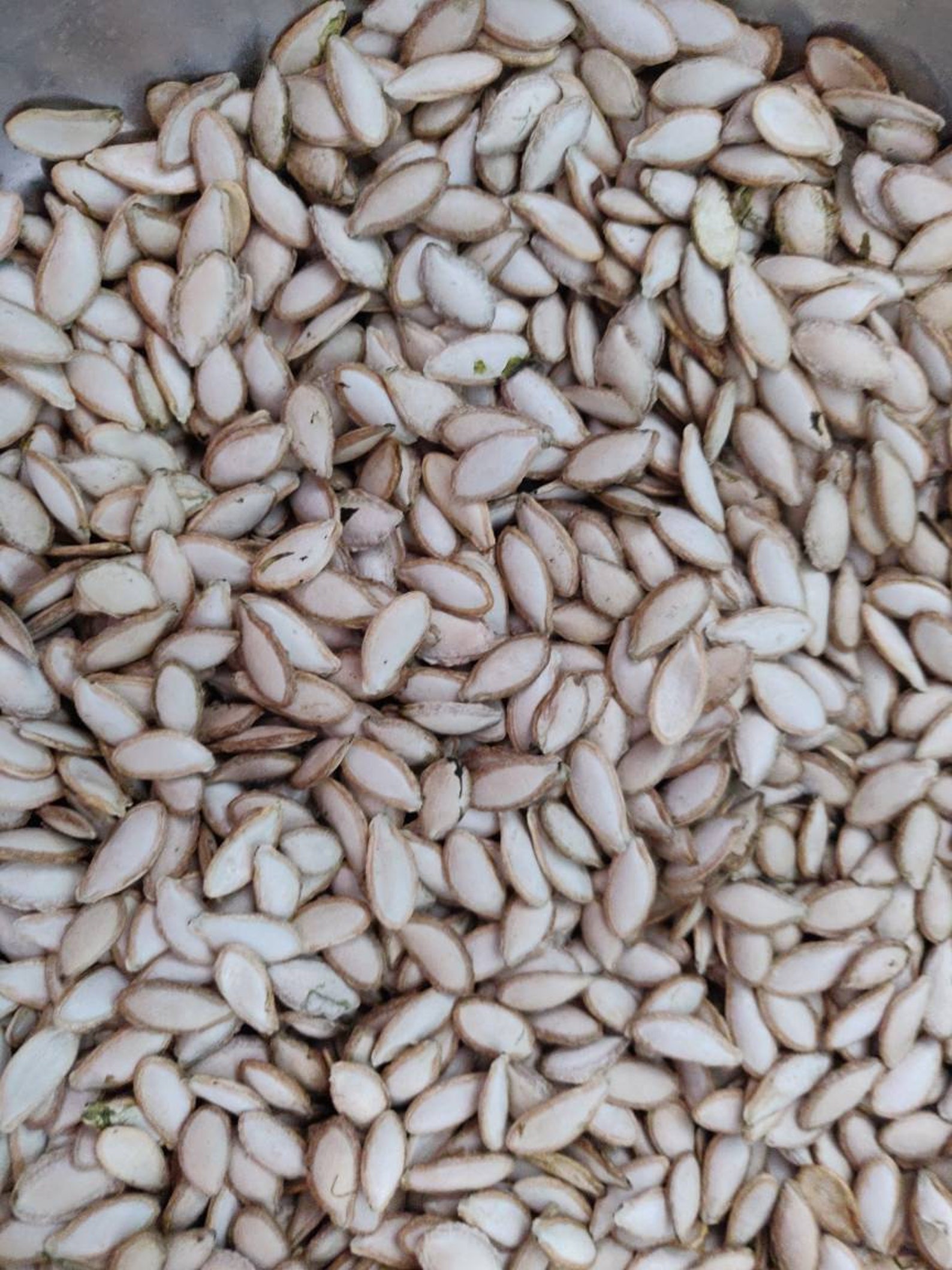 Semillas De Ayote Salvadoreño-salvadoran Squash Seeds Vegetables ...