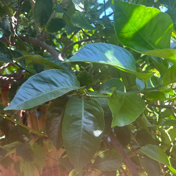 Lemon Leaves - Etsy