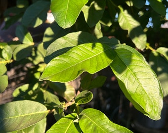 60 Fresh Guava Leaves Fresh / 3.5 OZ ORGANIC Fresh Green - Etsy