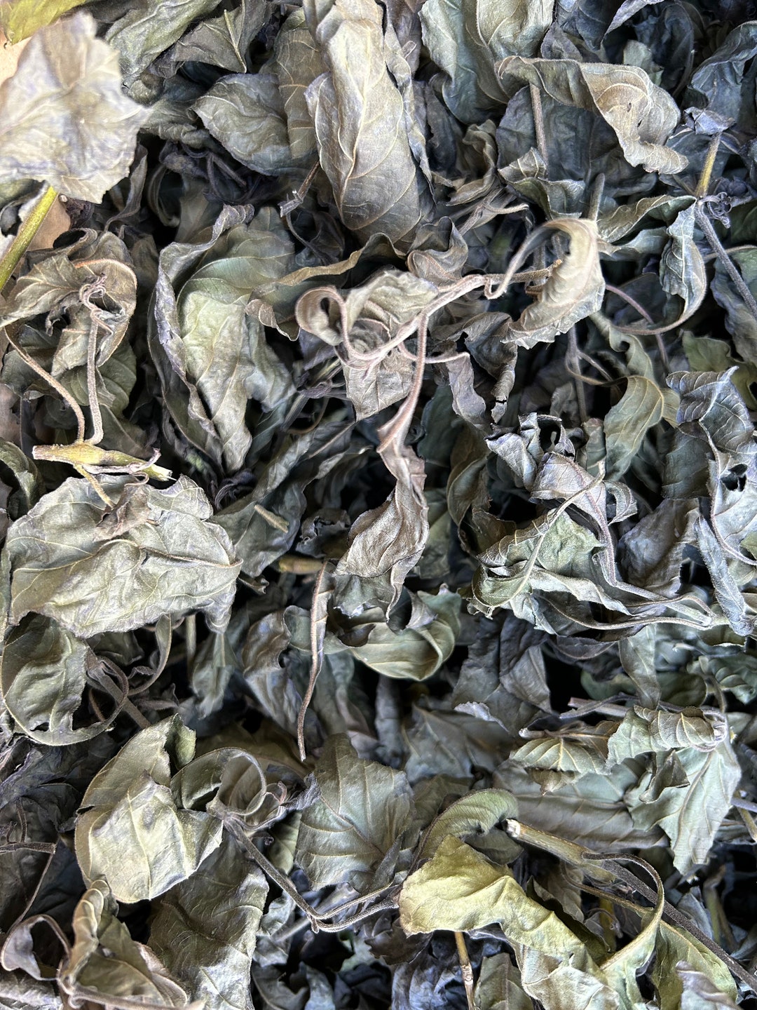 Dry Muicle Justicia Spicigera Mexican Honeysuckle 3 Ounces - Etsy