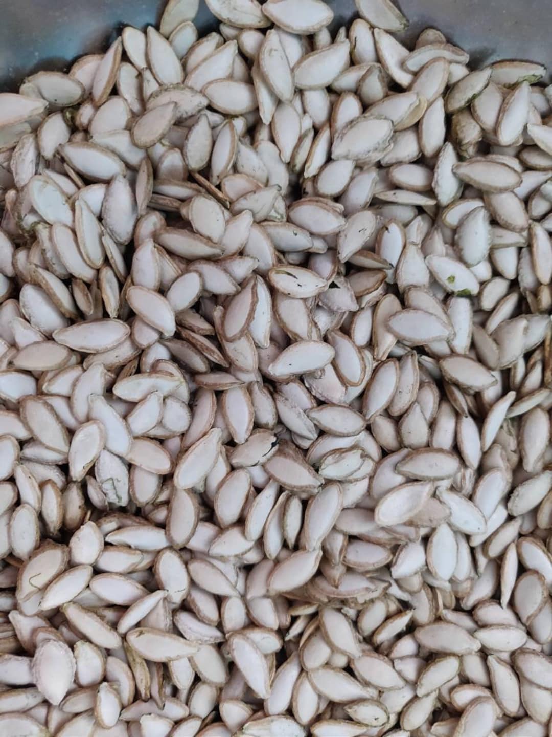 Semillas De Ayote Salvadoreño-salvadoran Squash Seeds Vegetables ...