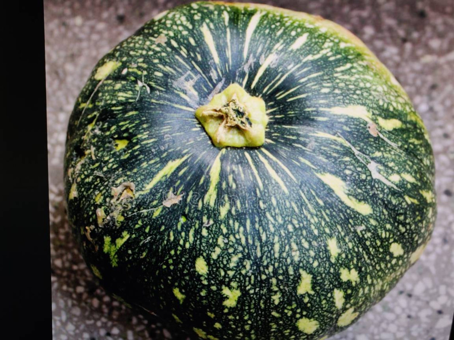 Semillas De Ayote Salvadoreño-salvadoran Squash Seeds Vegetables ...