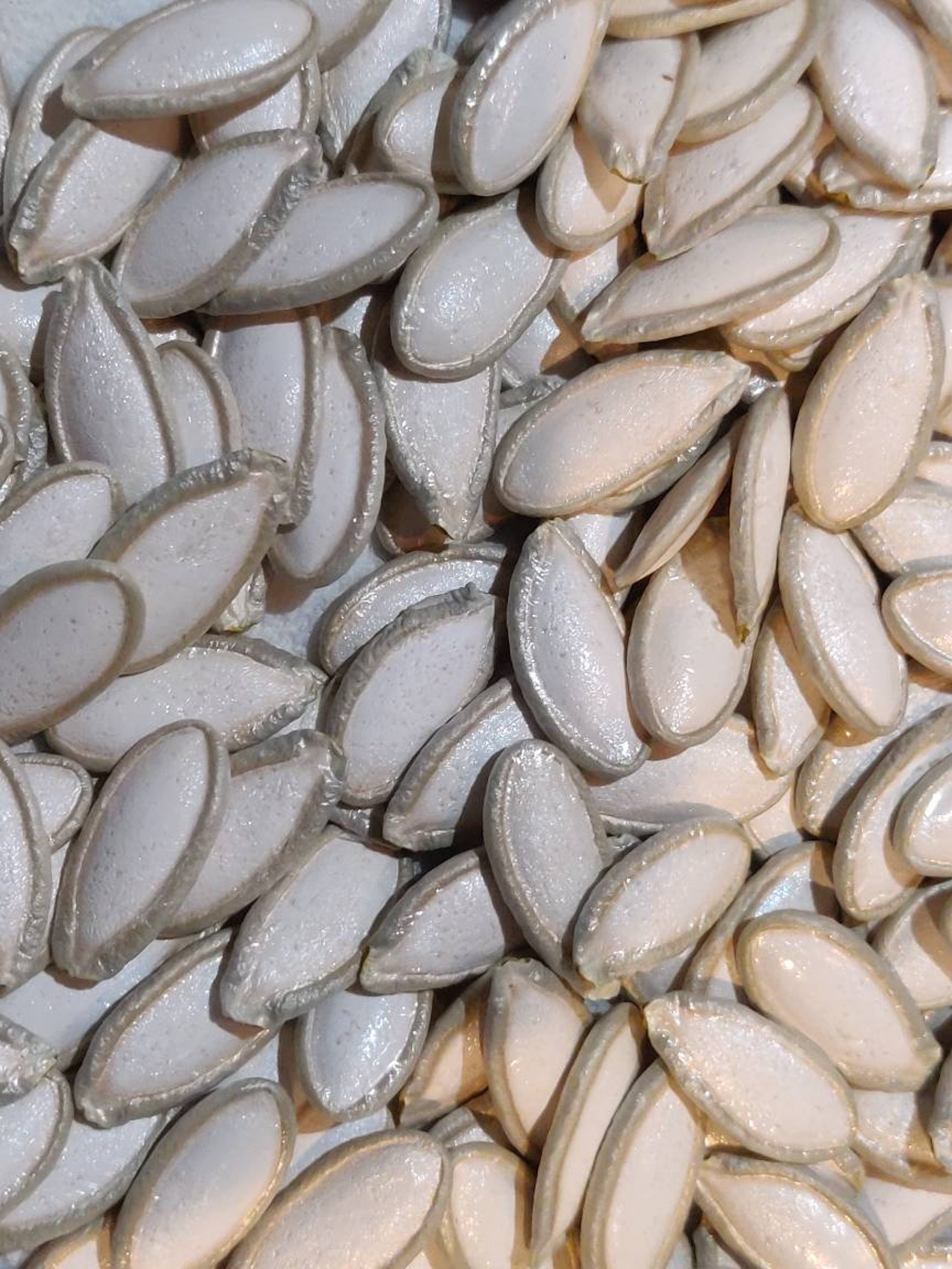 Semillas de Pipian Criollo Salvadoreño Orgánicas frescas de la | Etsy