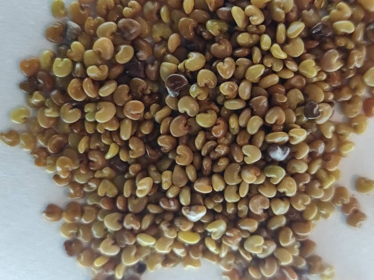 Semillas De Chipilín Chipilin Seeds - Etsy