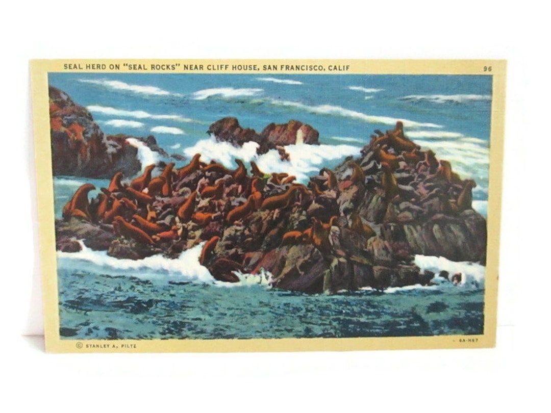 Vintage Linen Postcard Seal Herd on Seal Rocks Near Cliff House San ...