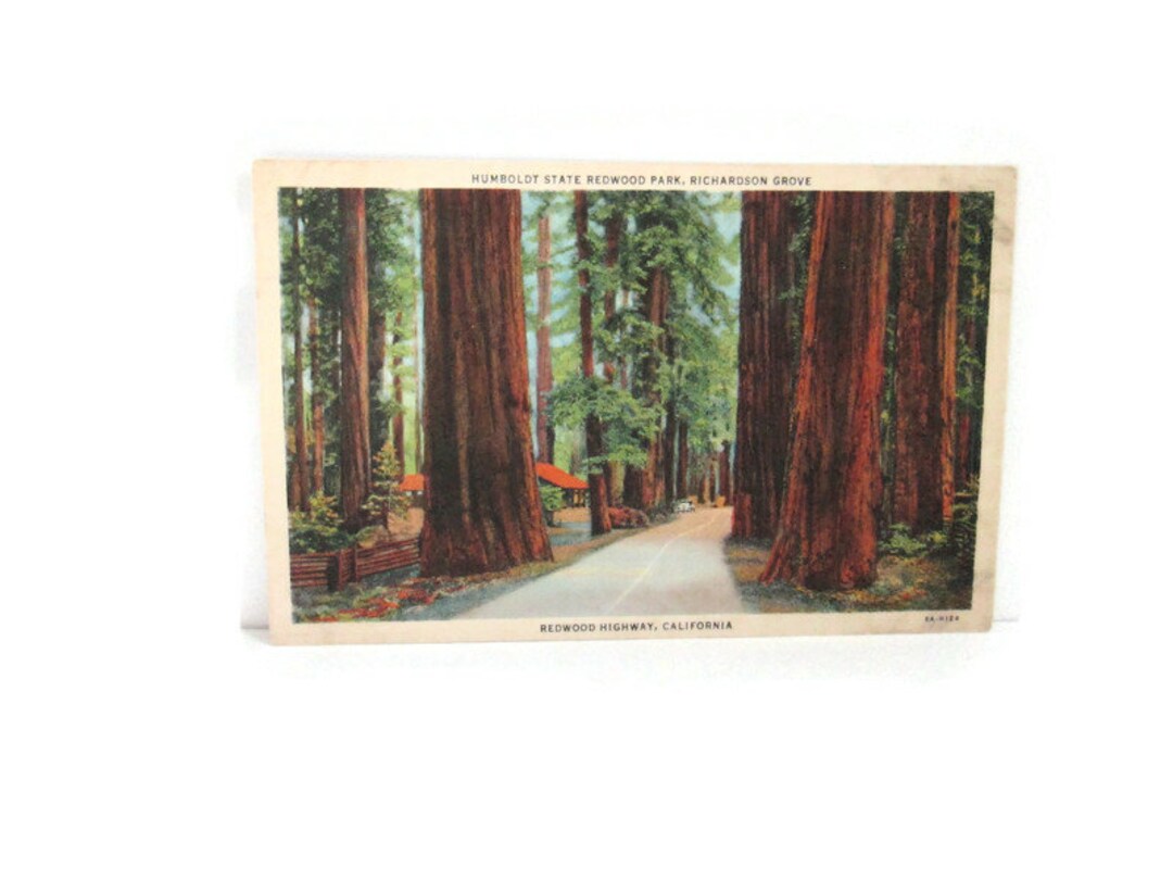 Vintage California Linen Postcard Humboldt State Redwood Park ...