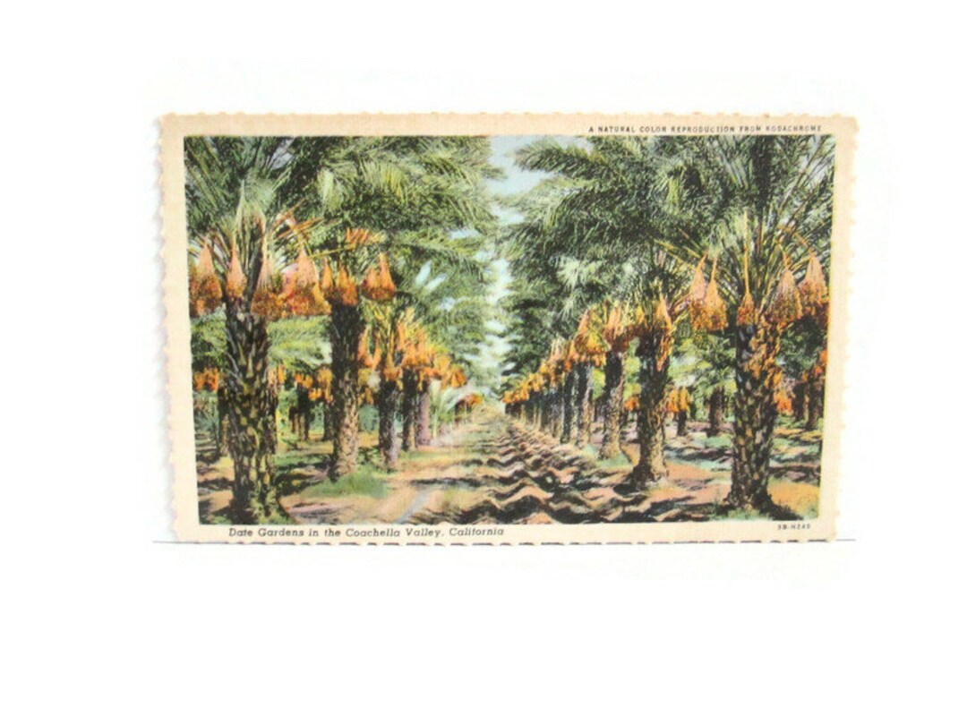 Date Gardens in the Coachella Valley California Vintage Linen Postcard ...