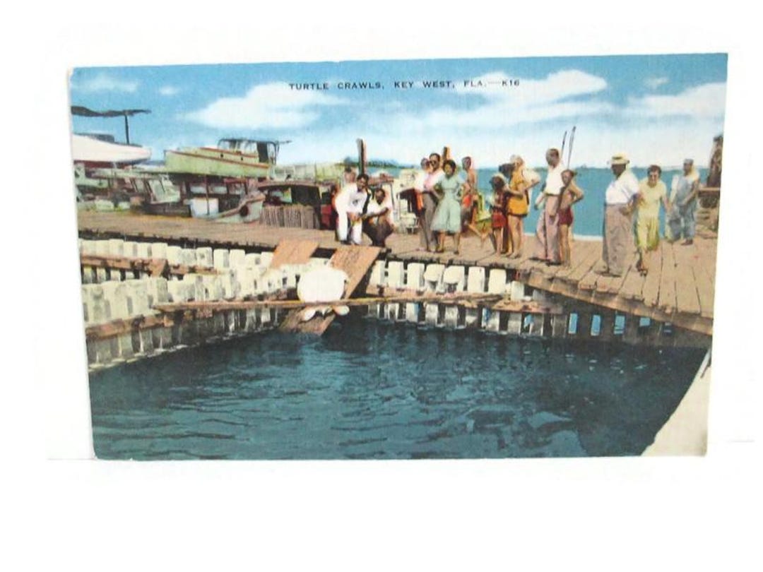 Vintage Key West Florida Postcard Turtle Crawls - Etsy