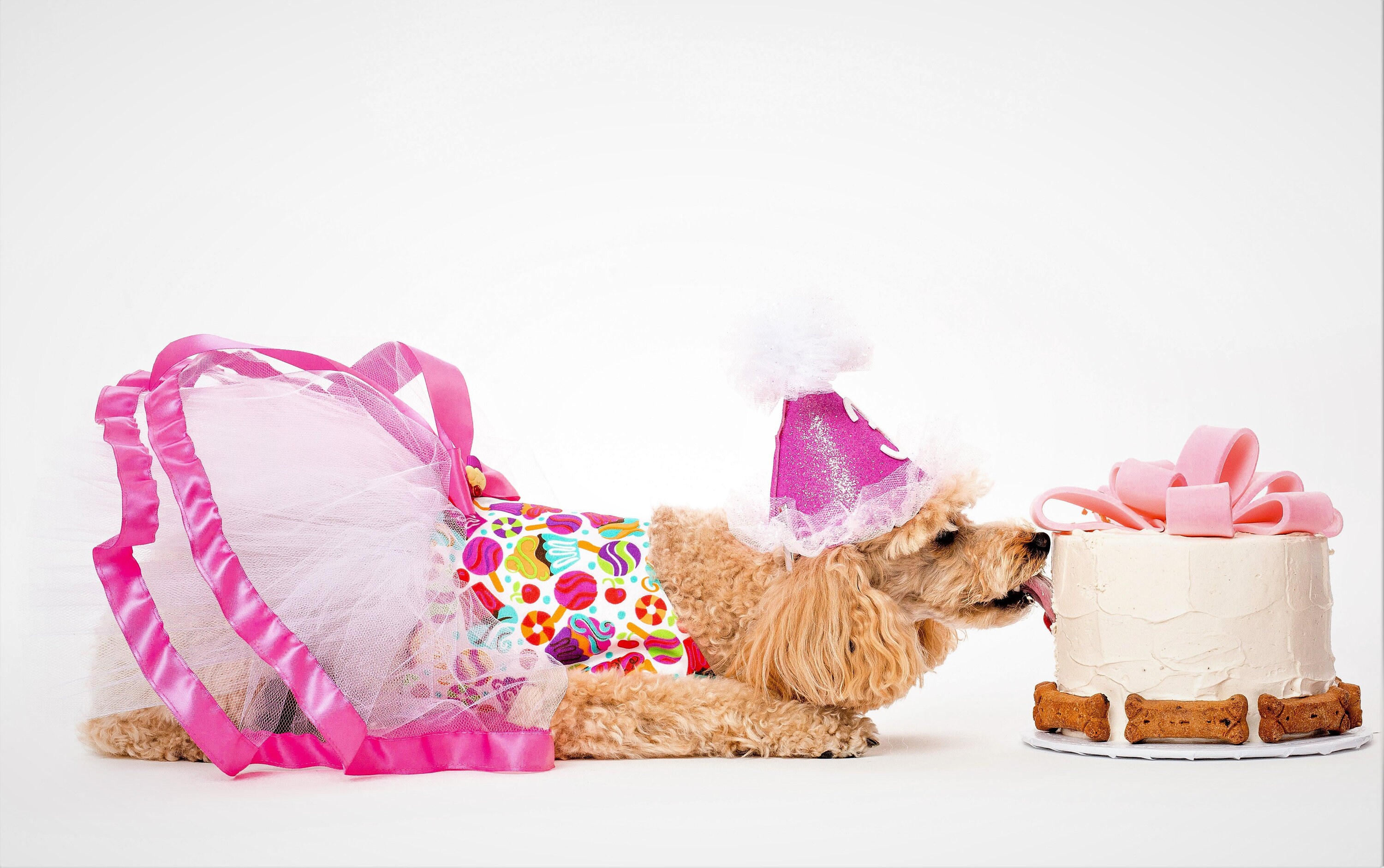 Cupcake Dog Harness Dress, Birthday Dog Dress, Tutu Dog Dress, Dog ...