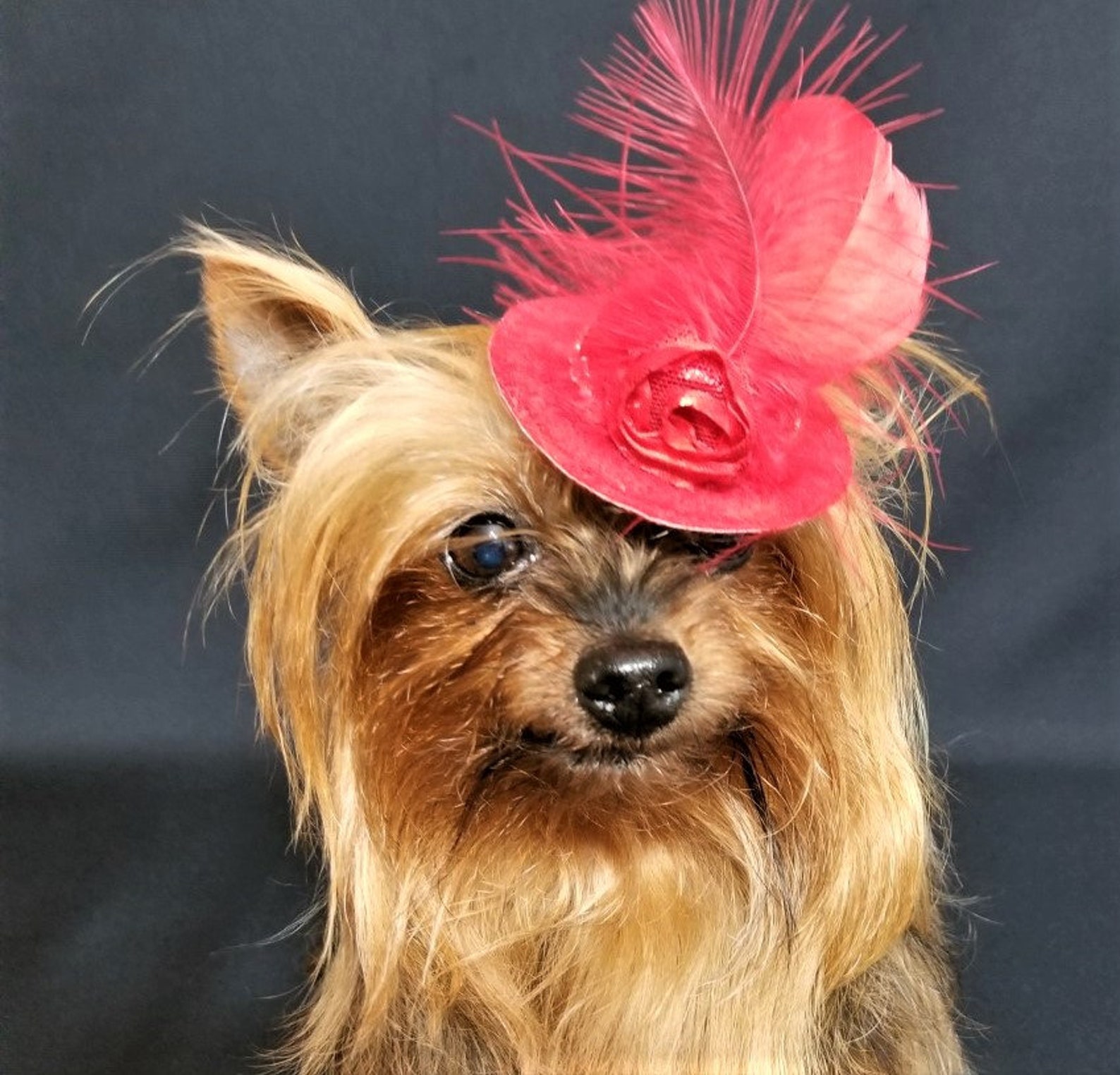 Red Dog Hat Dog Fascinator Dog Hat Dog Head Wear Dog | Etsy