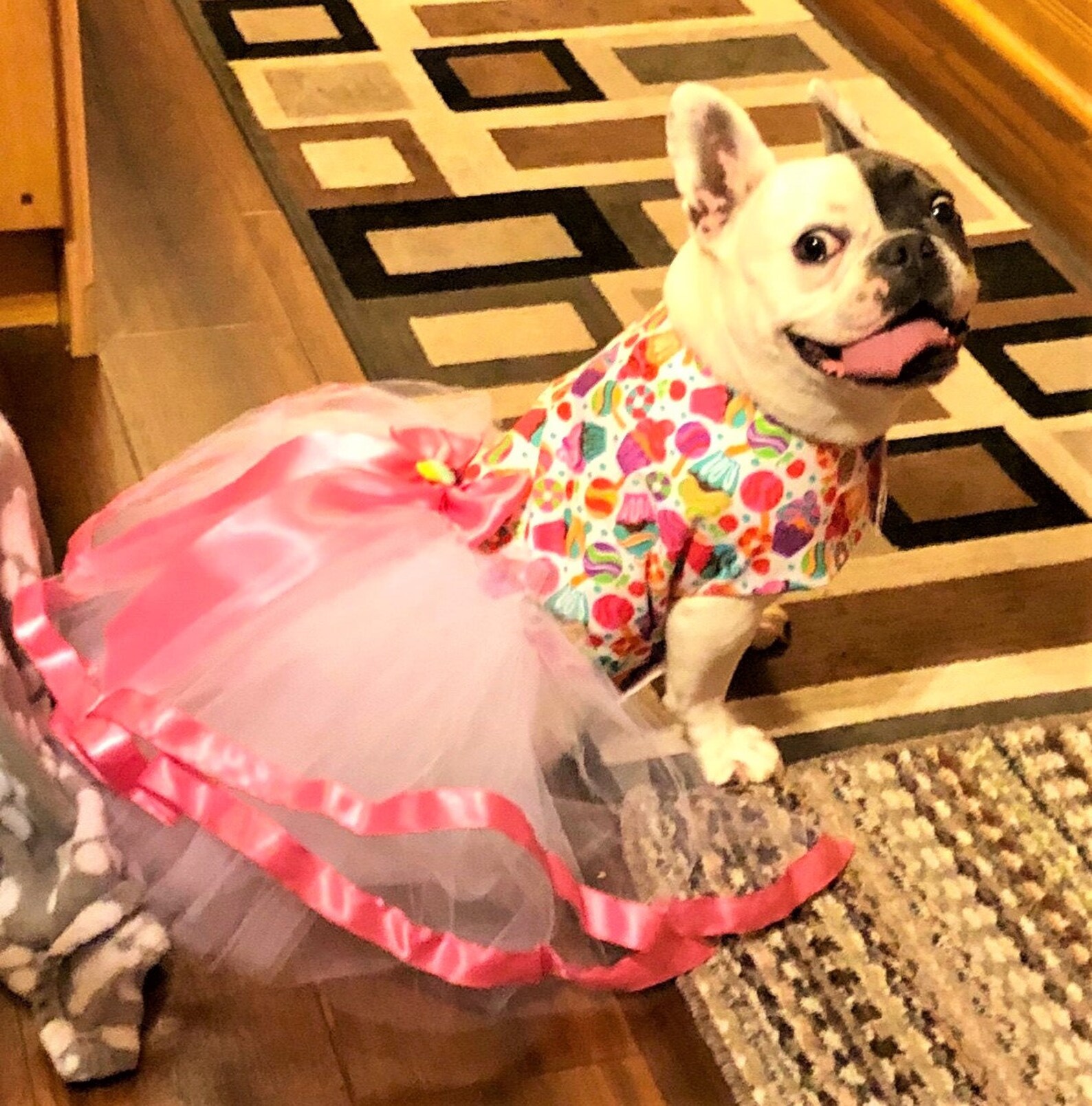 Cupcake Dog Harness Dress, Birthday Dog Dress, Tutu Dog Dress, Dog ...