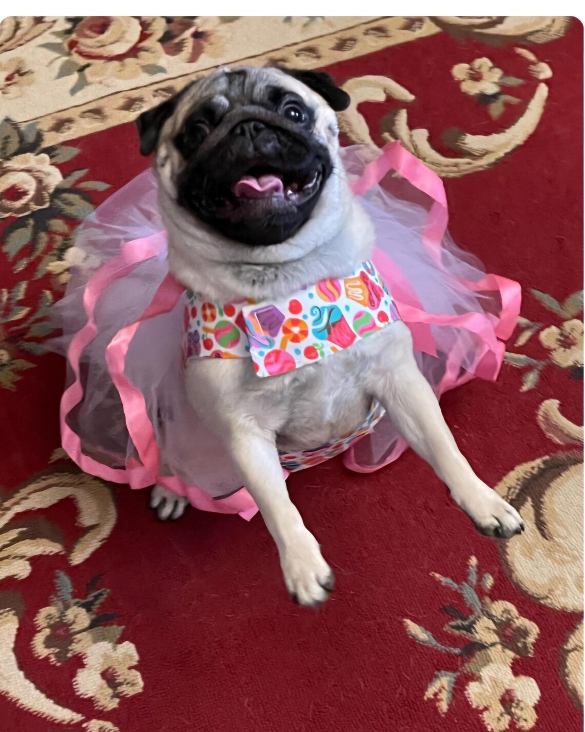 Cupcake Dog Harness Dress, Birthday Dog Dress, Tutu Dog Dress, Dog ...