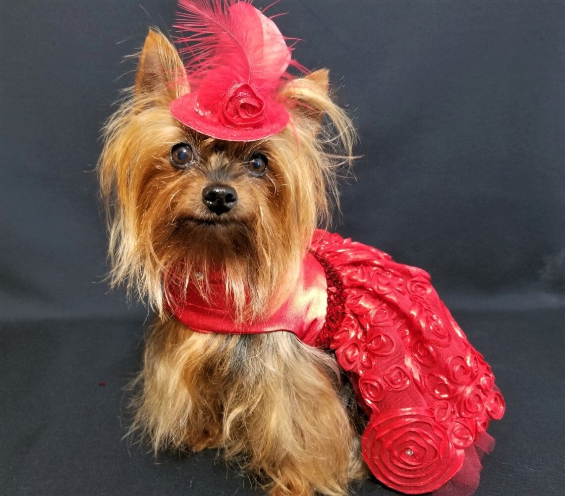 Red Dog Hat Dog Fascinator Dog Hat Dog Head Wear Dog | Etsy
