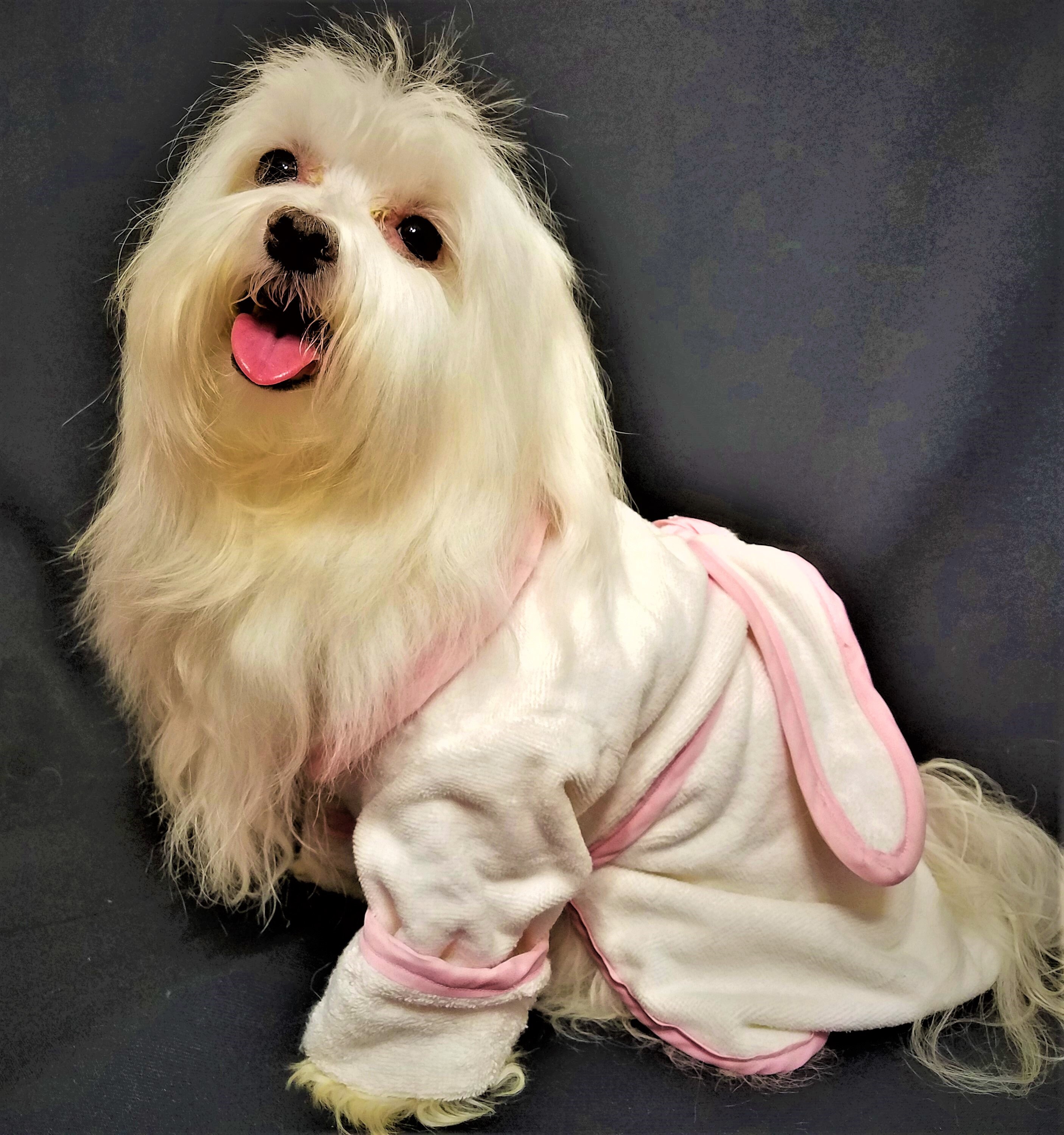 Personalized Girl Dog Bathrobe, Canine Bathrobe, Dog Bathrobe, Female ...
