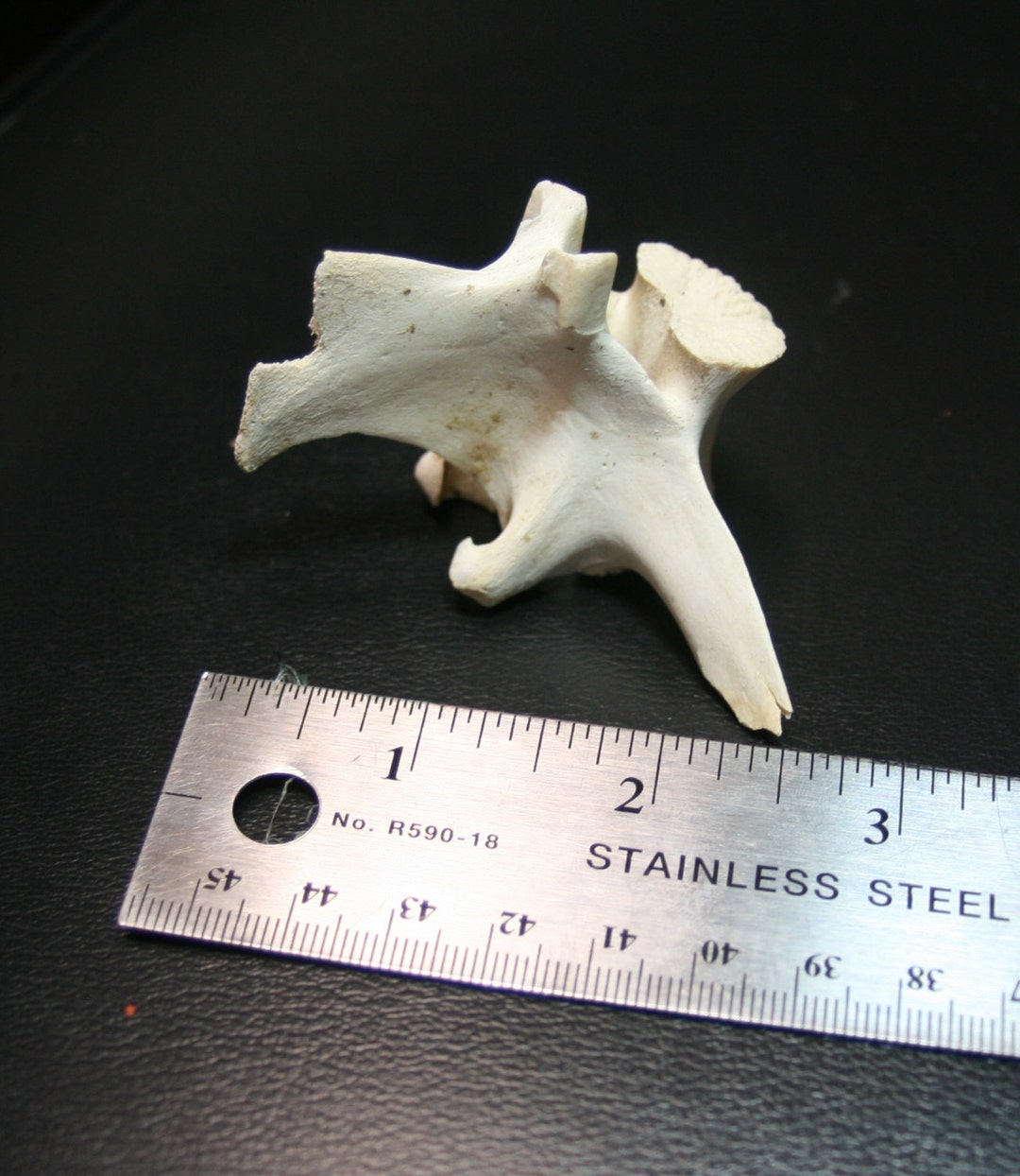 Deer Vertebrae Real Bone Collectible or Use to Make Something - Etsy