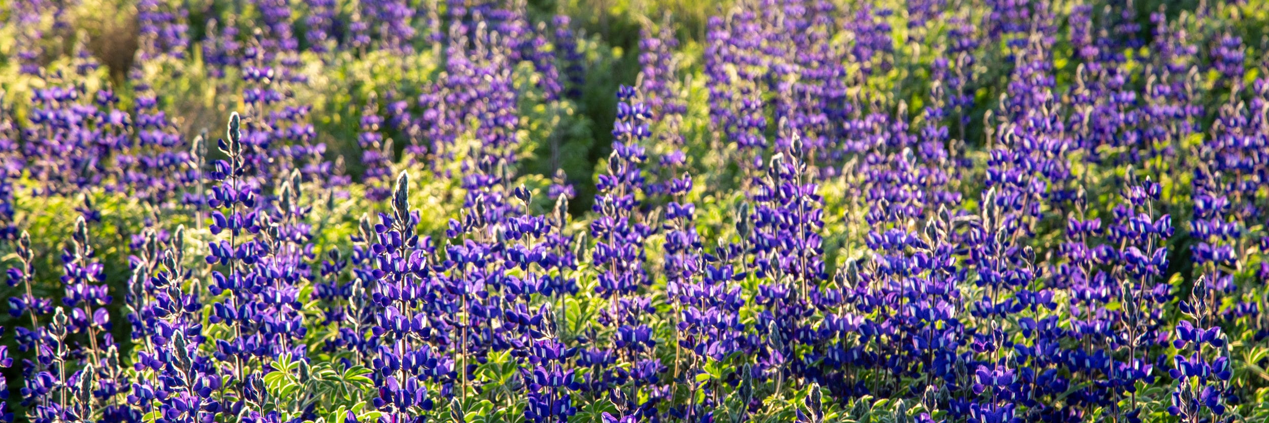 Color Photography Lupine Turmus Flowering Field Holy Land Panoramic ...